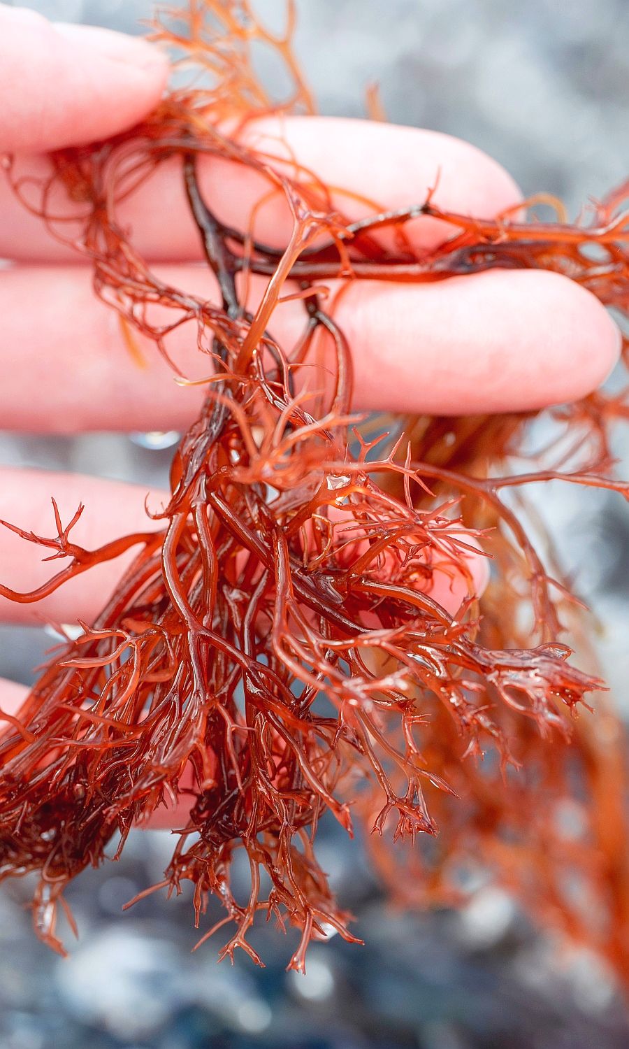 Agar-Agar in Dog Food - Dog Nutrition DB