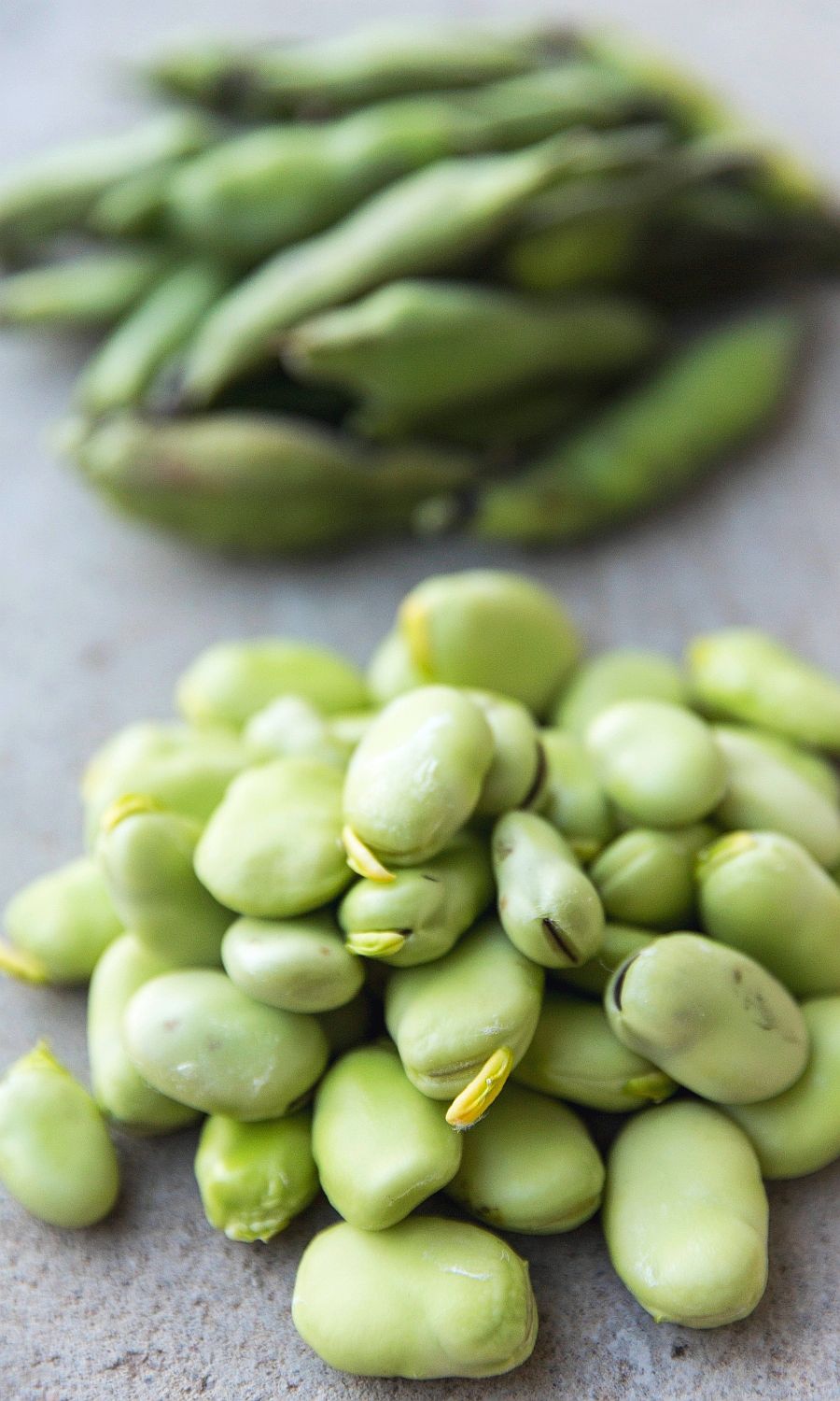 Beans in Dog Food - Dog Nutrition DB