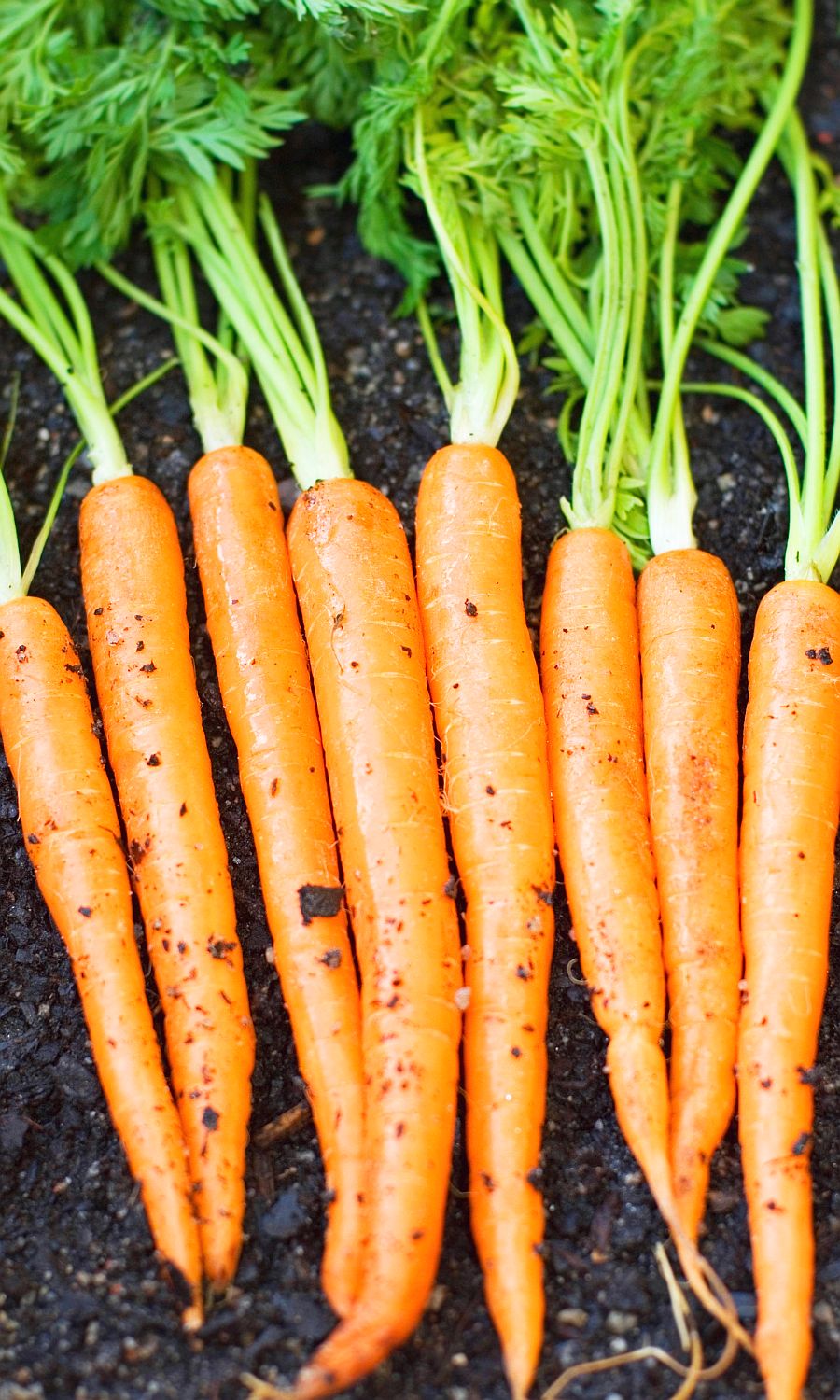 Carrots in Dog Food - Dog Nutrition DB
