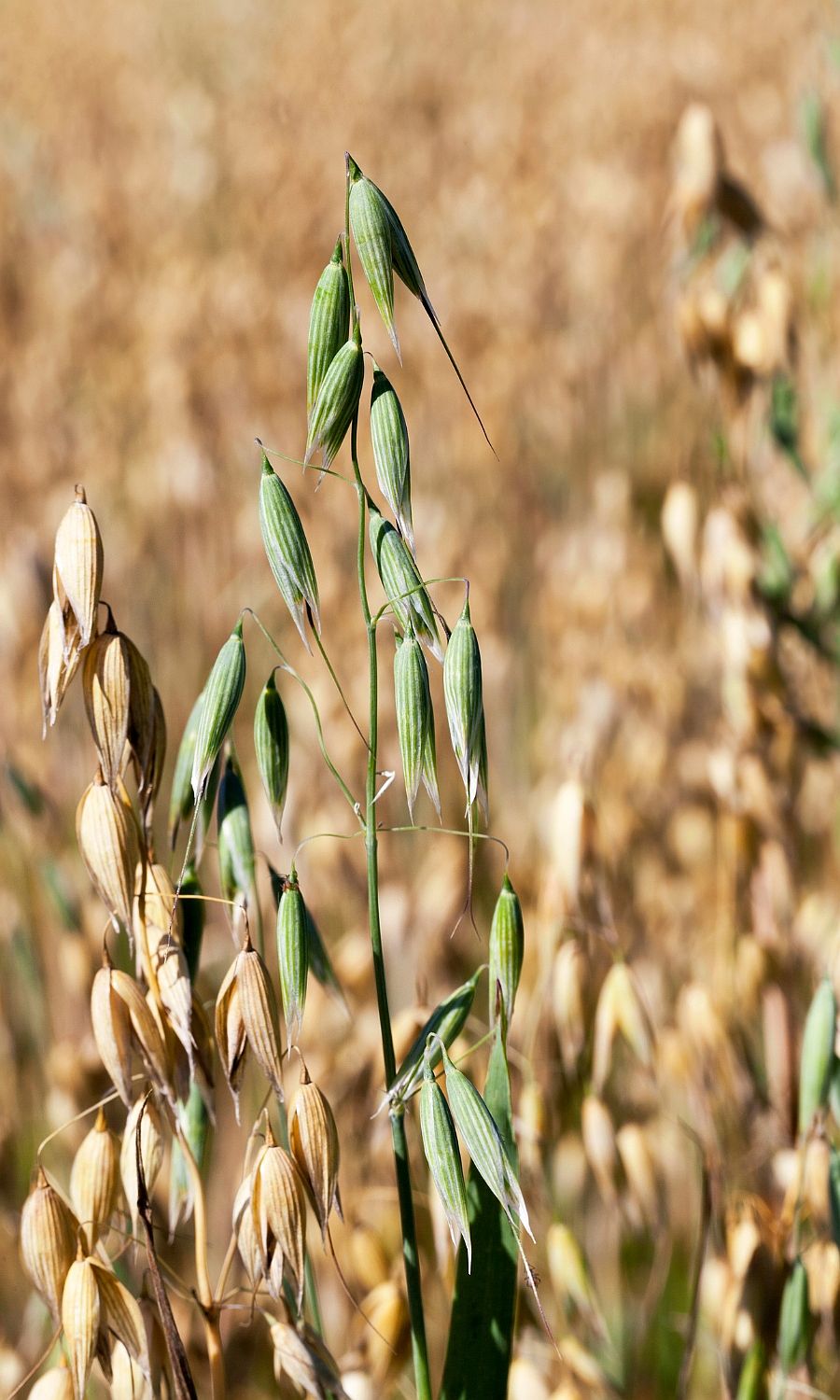 Oats in Dog Food - Dog Nutrition DB