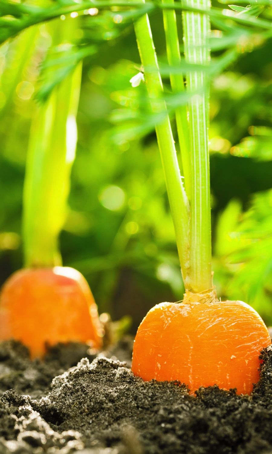 Phytonutrients For Dogs - Dog Nutrition DB