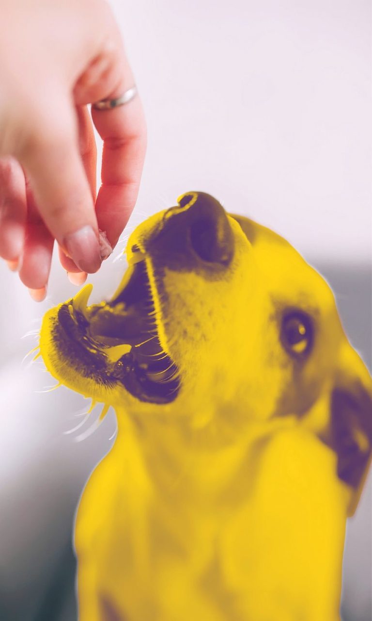 Yellow 5 in Dog Food - Dog Nutrition DB